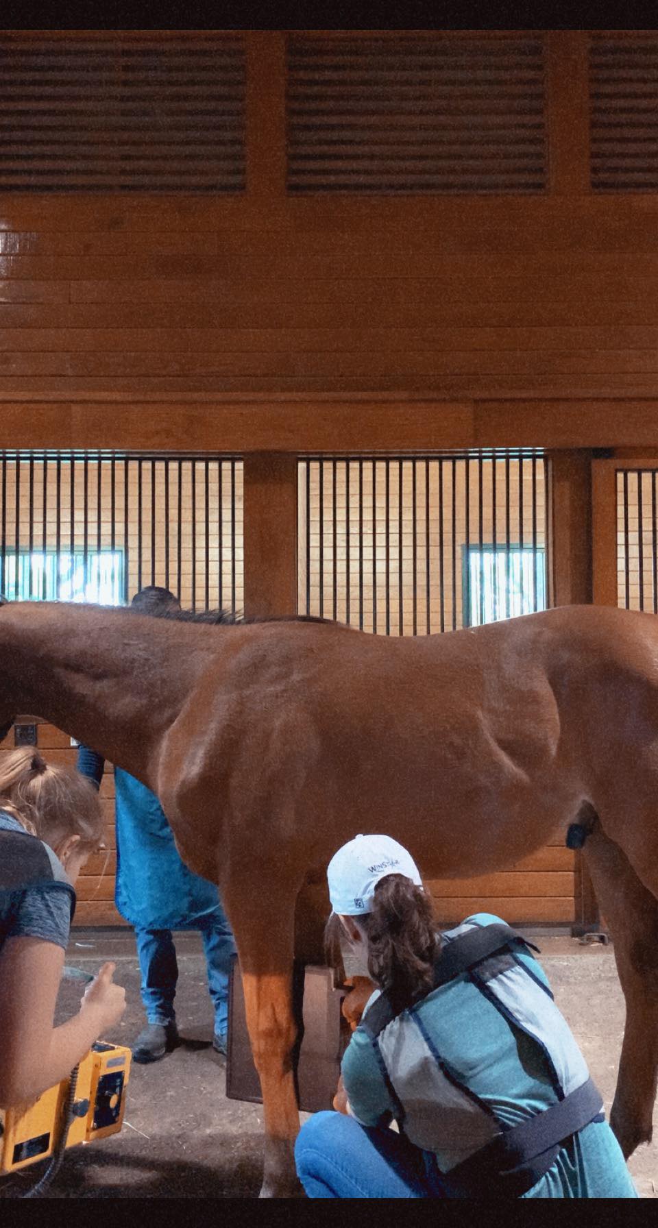 Veterinary Assistant | Medical Career & Technical College