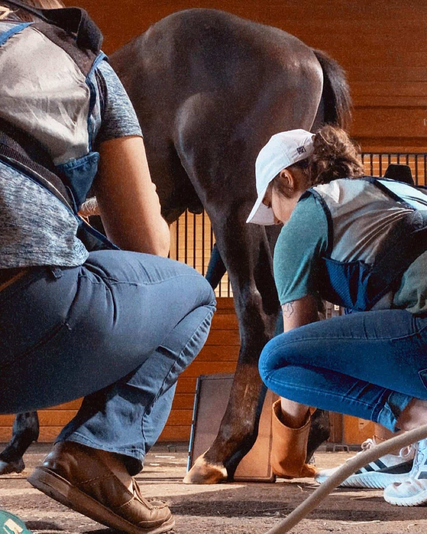 Veterinary Assistant | Medical Career & Technical College