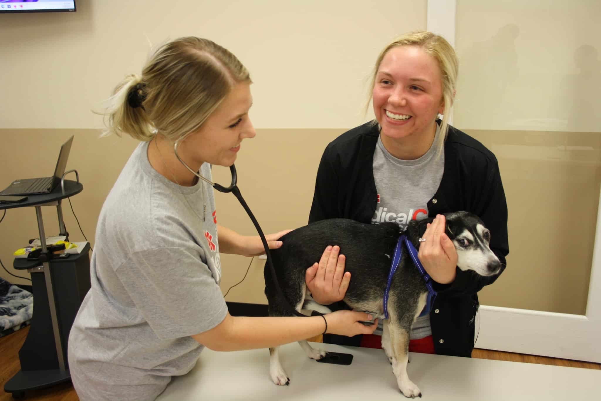 Veterinary Assistant | Medical Career & Technical College